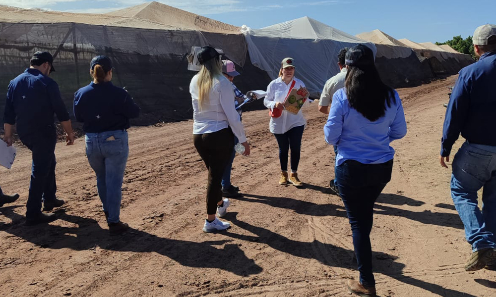 The Veggies From Mexico audit team Conducted a Calibration Exercise on ...